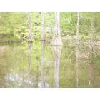 Tullos, LA : part of the pond in the backyard photo, picture, image ...