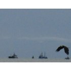 Pilot Point, AK : Summertime Eagle photo, picture, image (Alaska) at ...